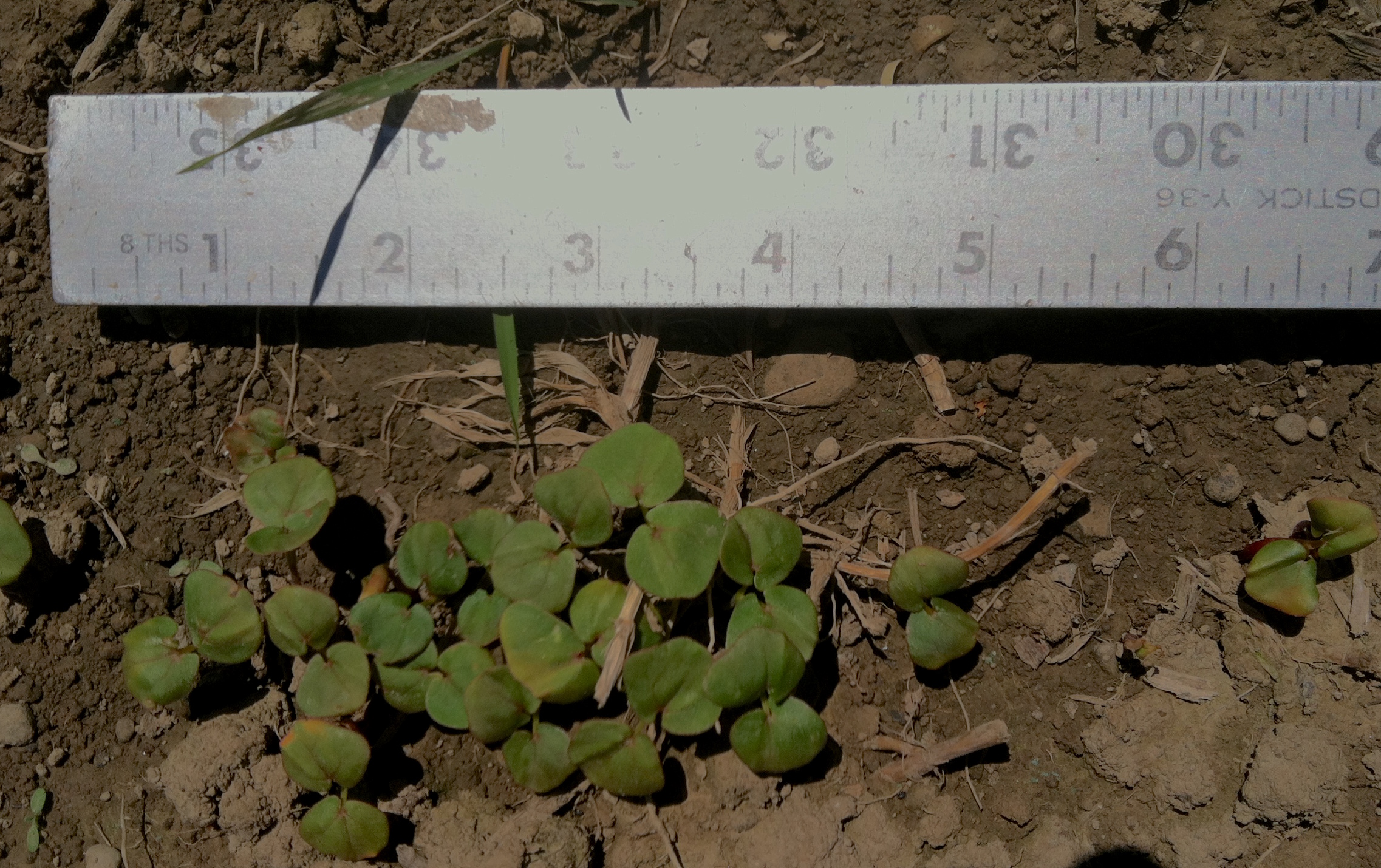 The buckwheat stops here – Tartary buckwheat–cultivation, uses, nutrition
